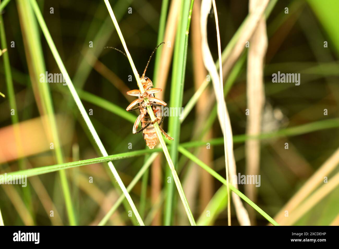 View of a soft beetle taken from its belly, sitting on the grass Stock ...