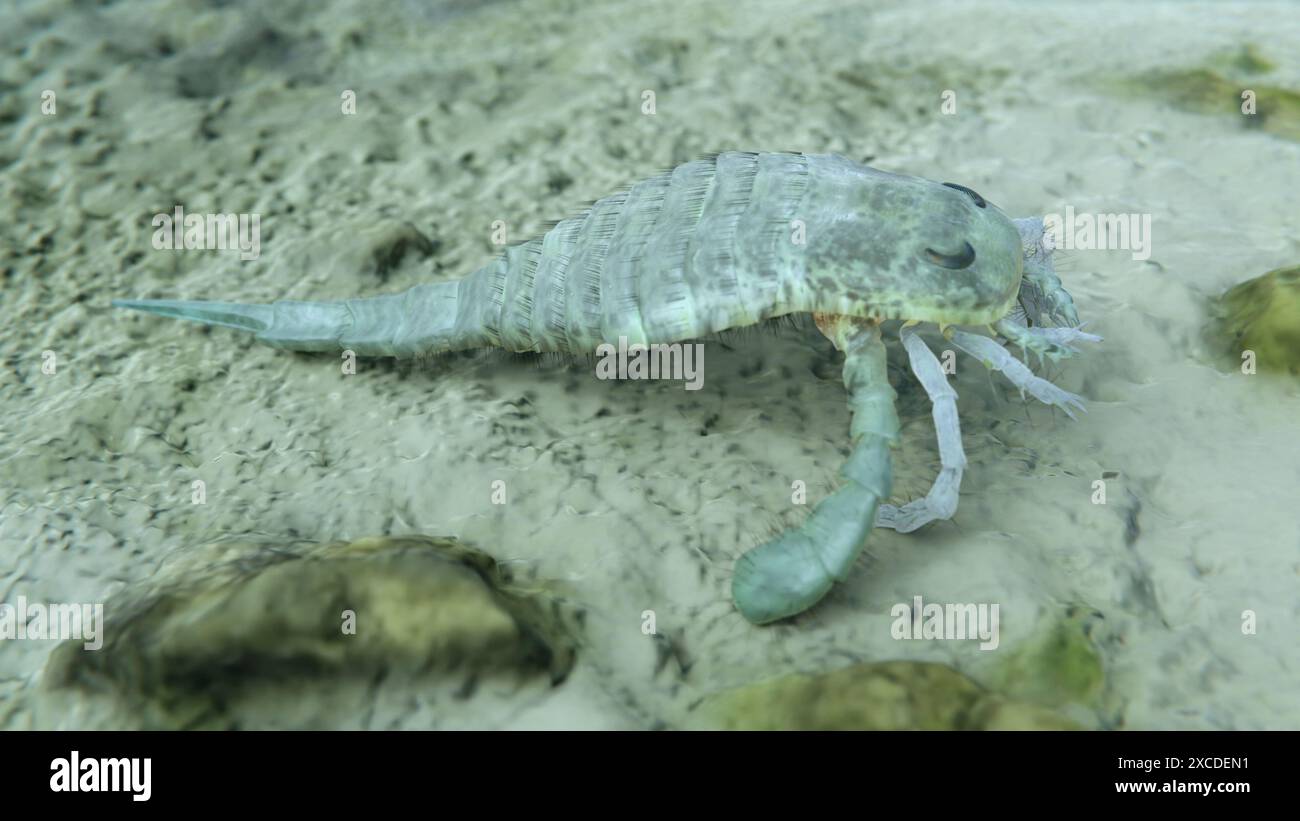 A 3D illustration of an extinct sea scorpion Eurypterus remipes on a ...
