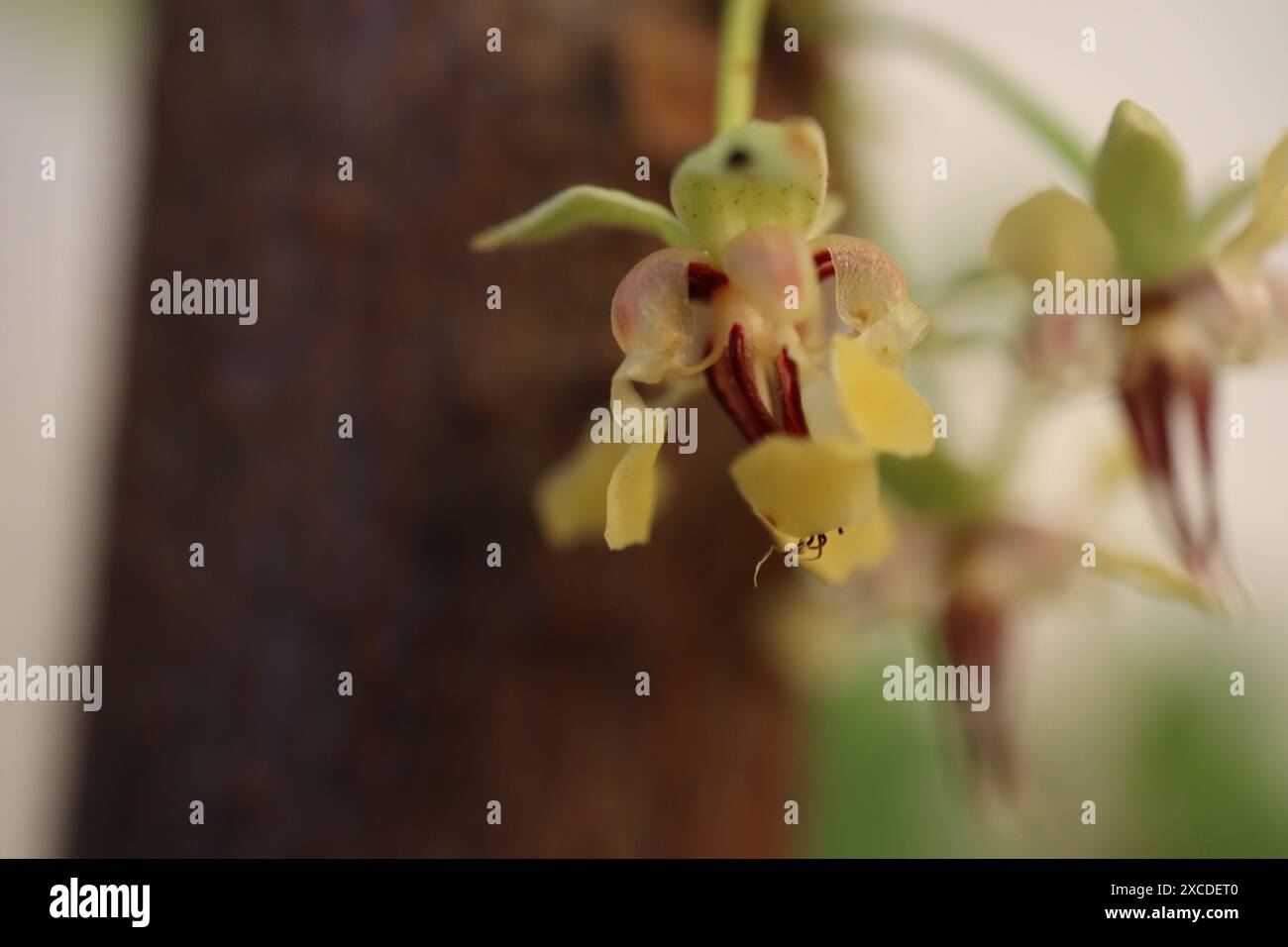 Cocoa flowers, Theobroma cacao, on growing tree trunk Stock Photo - Alamy