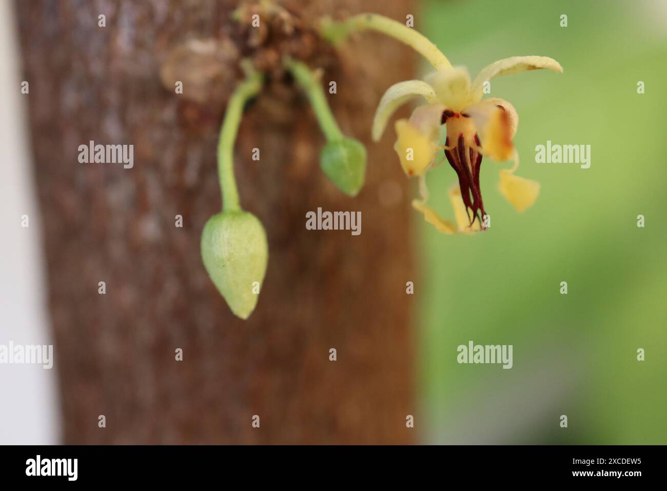 Cocoa flowers, Theobroma cacao, on growing tree trunk Stock Photo - Alamy