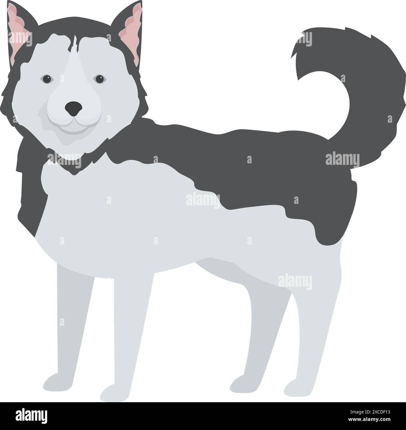 Illustration of a cute siberian husky dog standing in color Stock ...