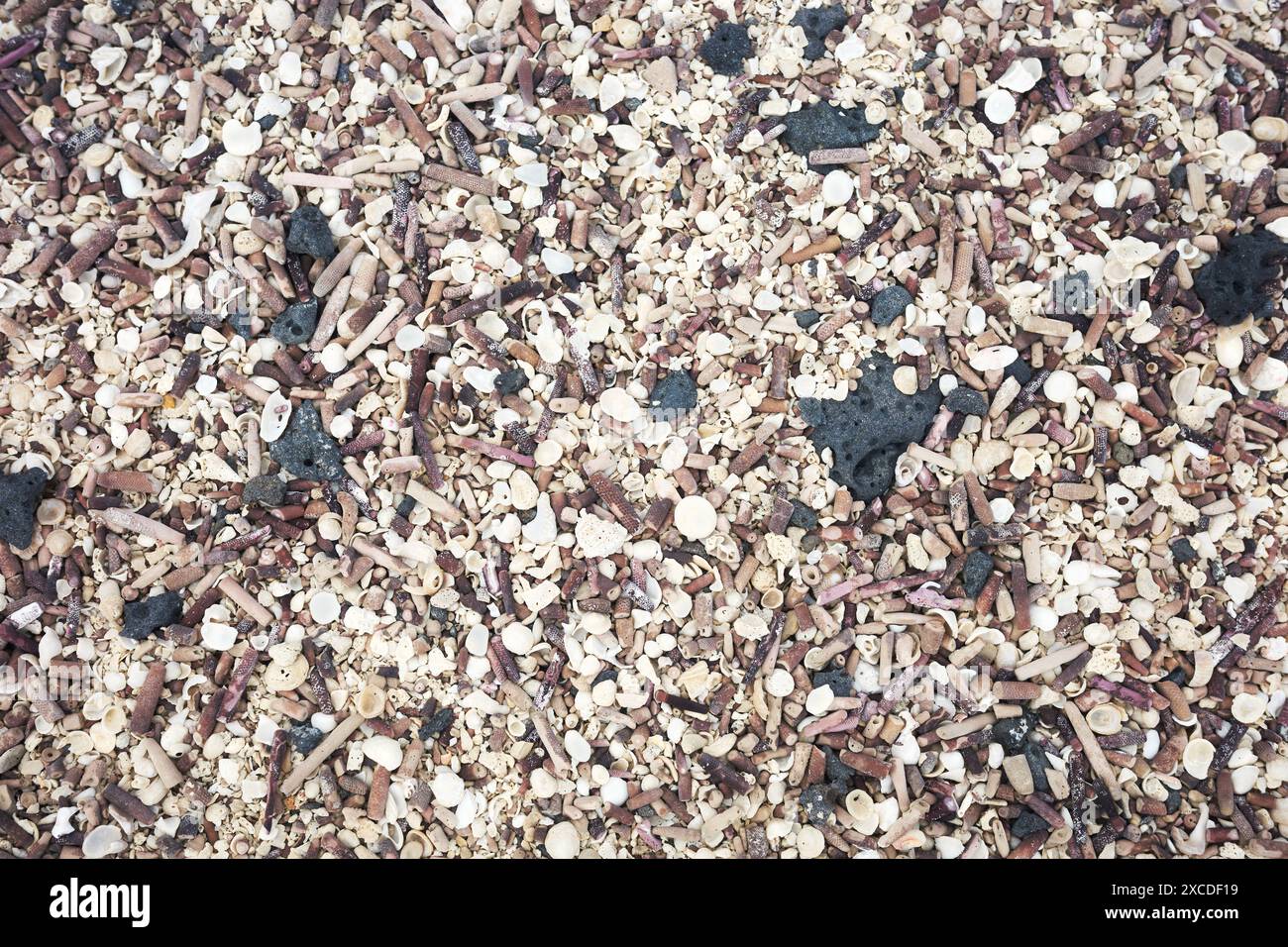 Background made of pieces of coral, shells and volcanic rocks ...