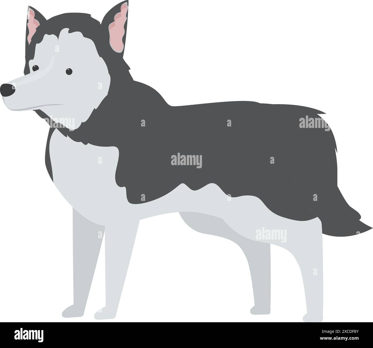 Illustration of a beautiful siberian husky dog standing in a white ...