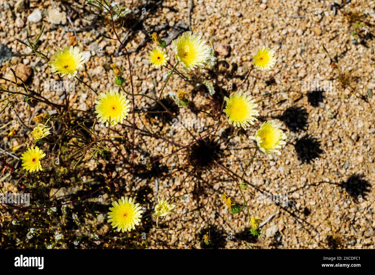 Yellow flowering Desert dandelion; Malacothrix glabrata; Joshua Tree ...
