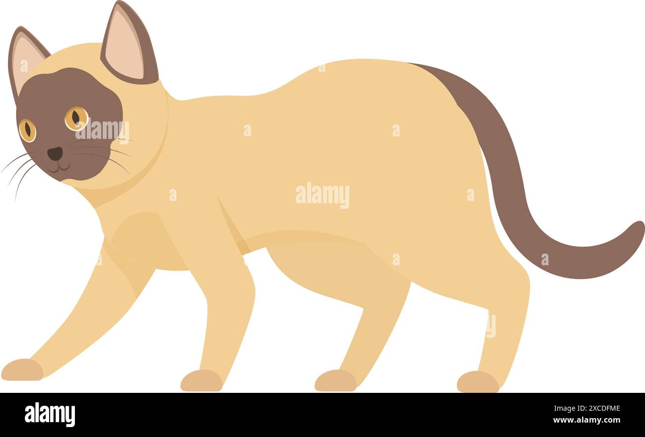 Burmese cat walking and looking curious with its brown tail and head ...