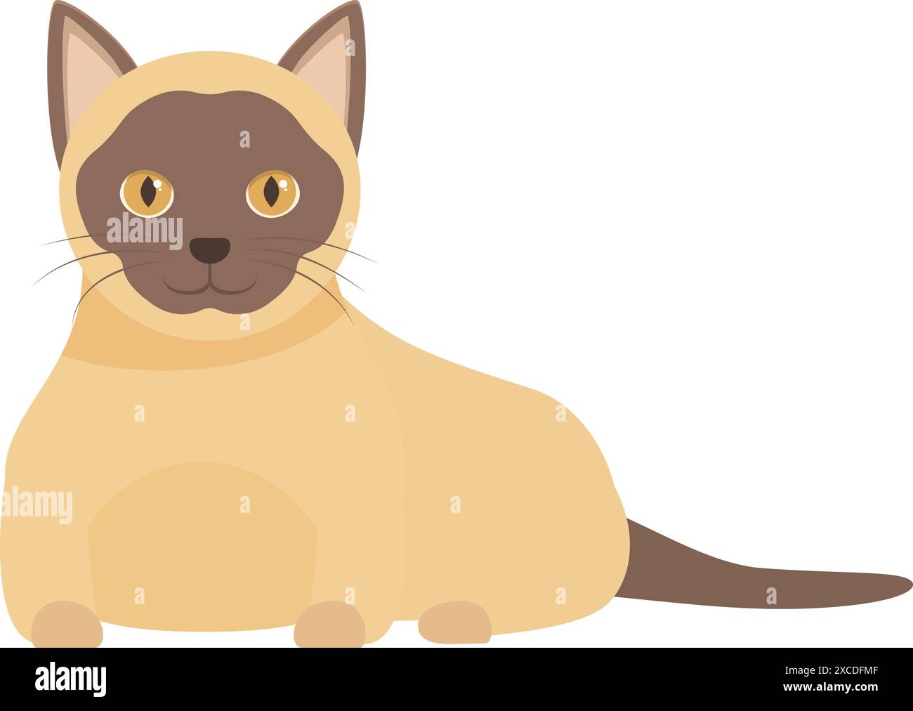 Cute burmese cat is lying and resting on a white background, domestic ...