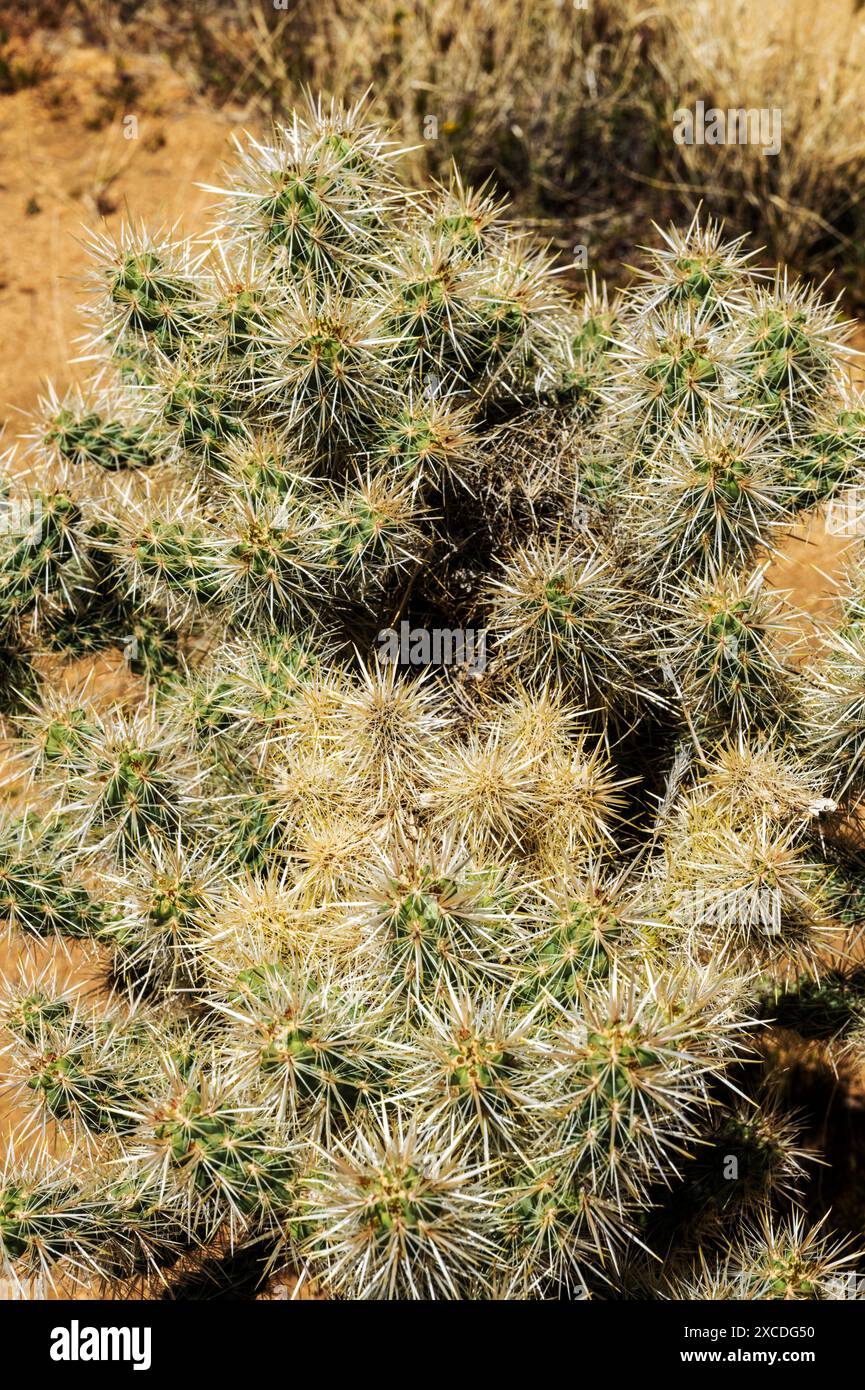 Close-up of Cholla Cactus; Joshua Tree National Park; southern ...