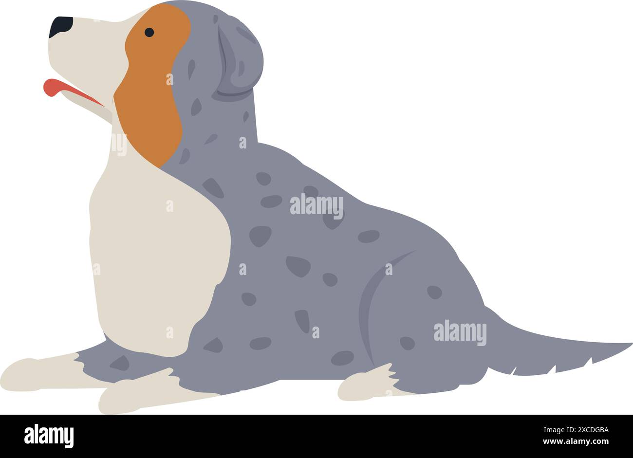 Blue merle australian shepherd dog laying down and panting, side view ...