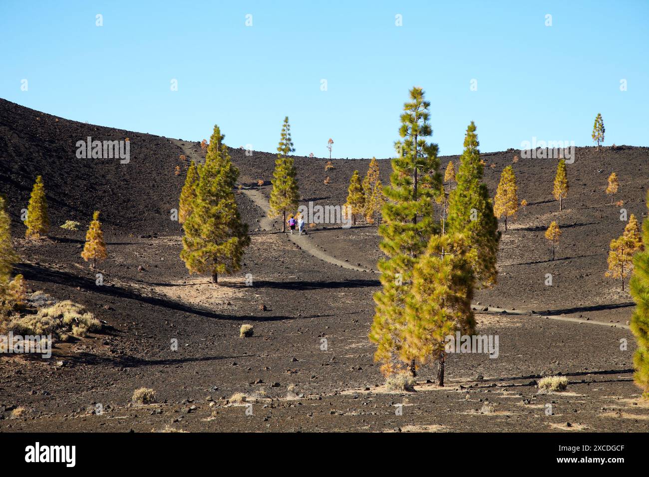 Samara Volcano, Pinus Canariensis, Pino canario, Pico del Teide, El ...