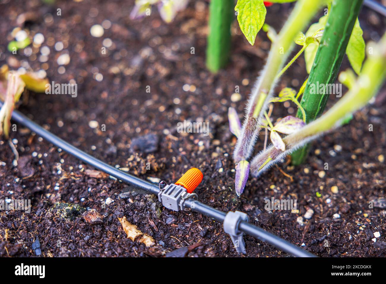 Close-up view of a drip watering system installed in a vegetable ...