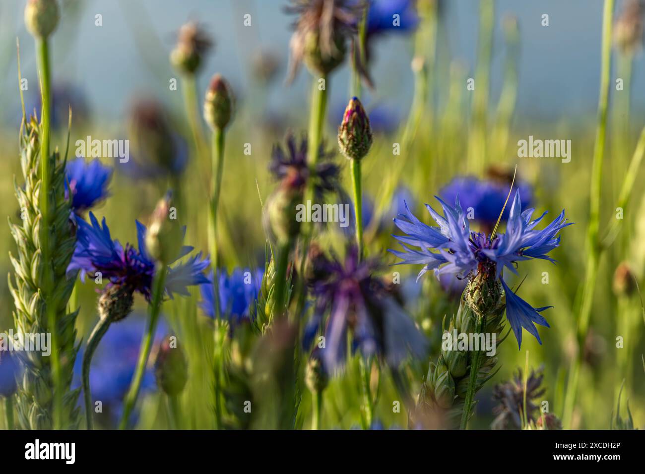 Blue cornflower in color field and meadow in summer fresh sunny evening ...
