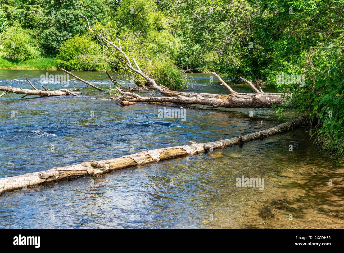 A view of the Green River with fallen deadwood tree in Washington State ...
