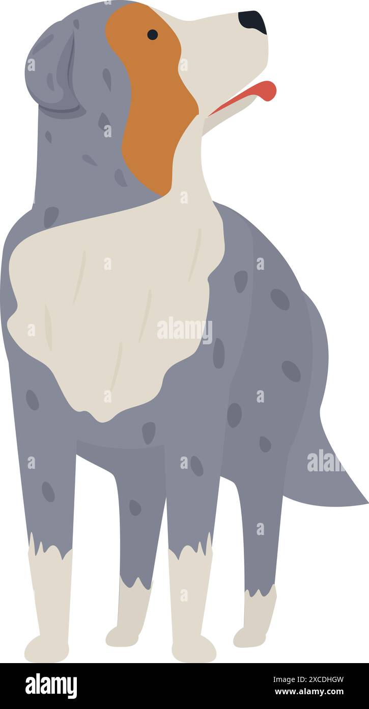 Happy australian shepherd dog standing with tongue out, panting after ...