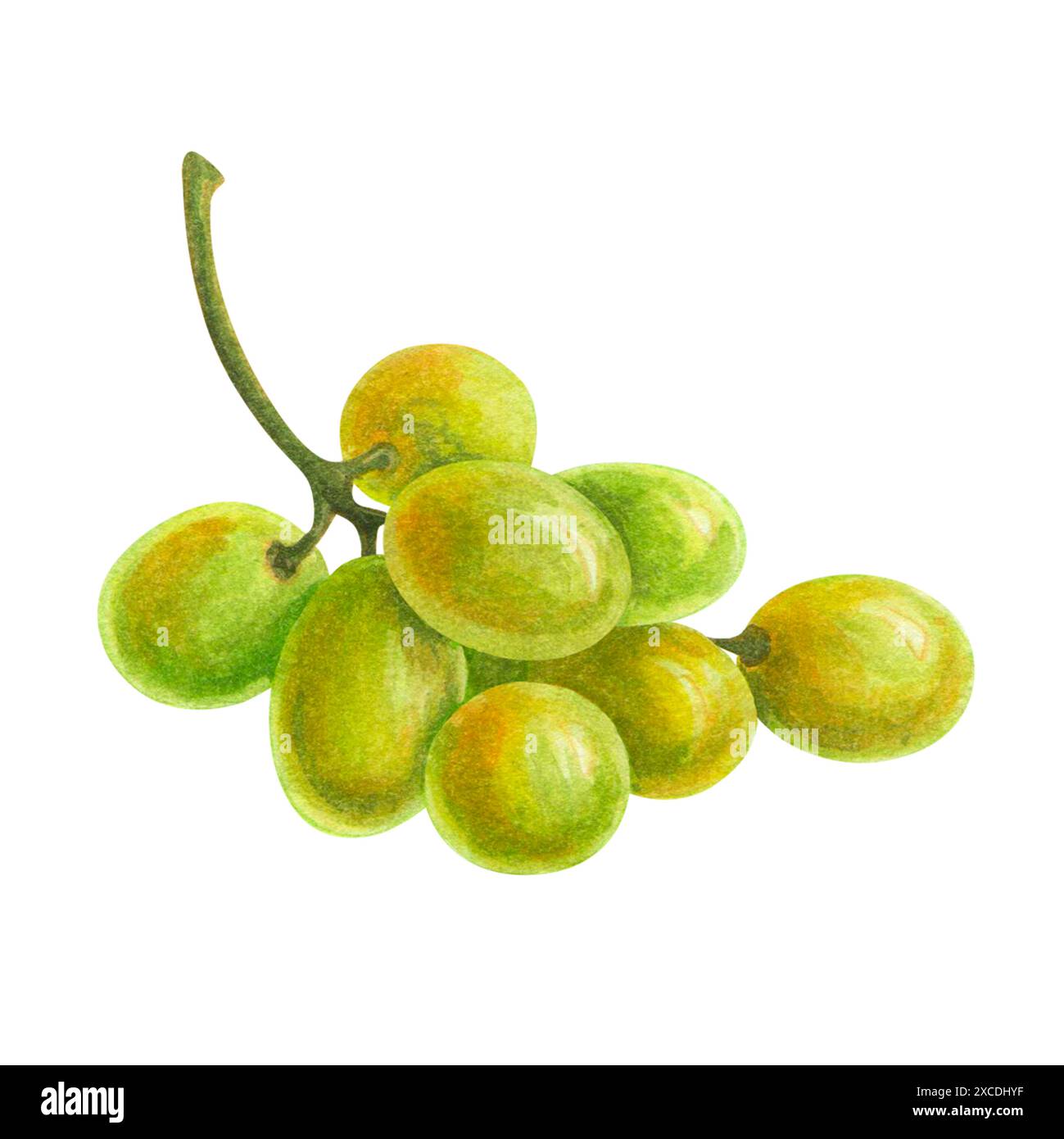 Watercolor small bunch of wine grapes. Hand drawn horizontal element ...