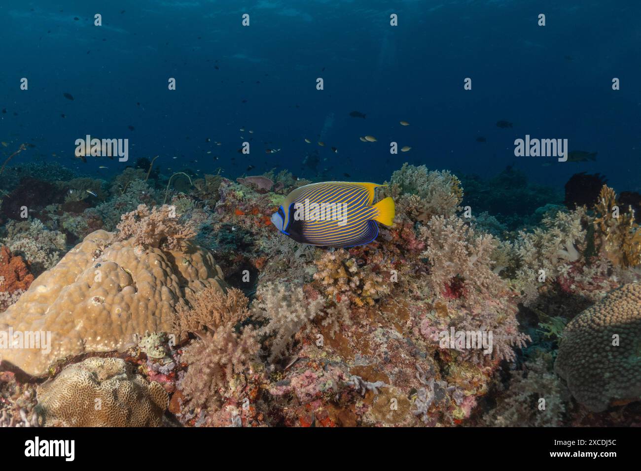 Fish swim at the Tubbataha Reefs national park Philippines Stock Photo ...
