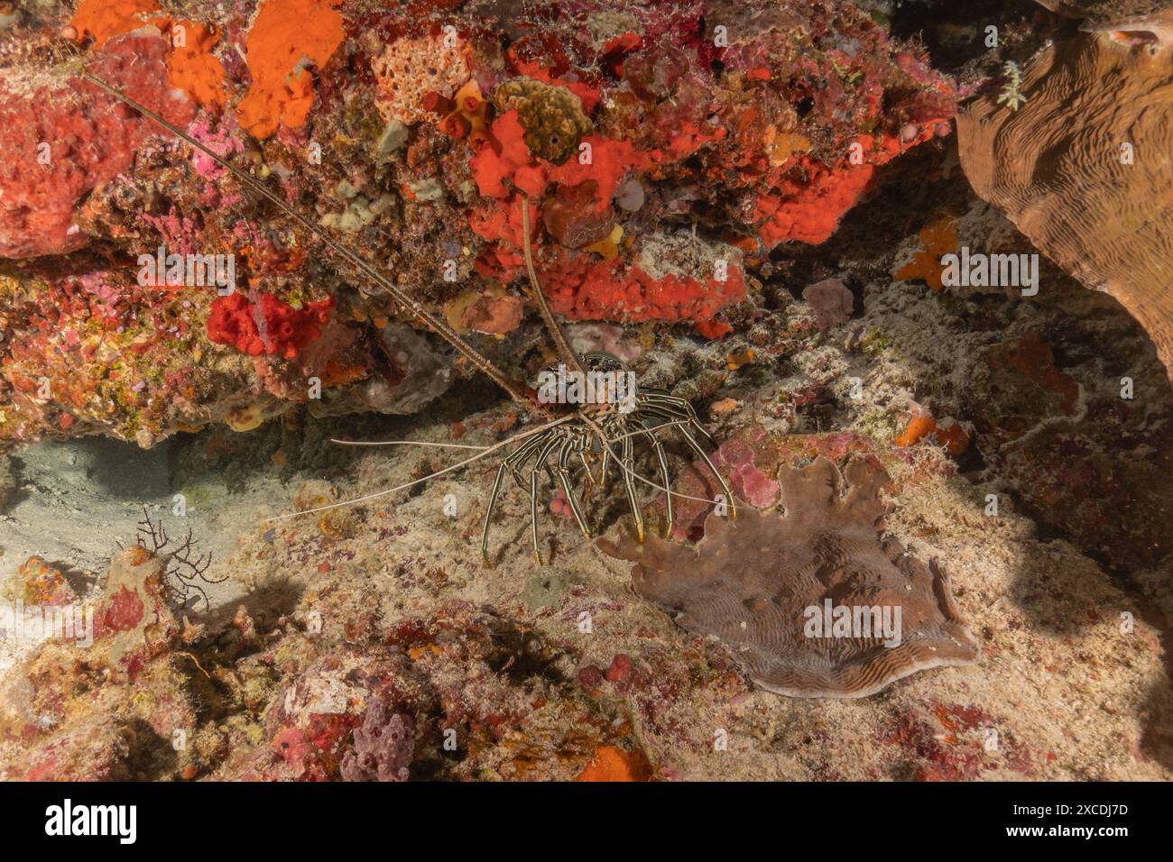 Painted Lobster(Panulirus versicolor) at the Tubbataha Reef National ...