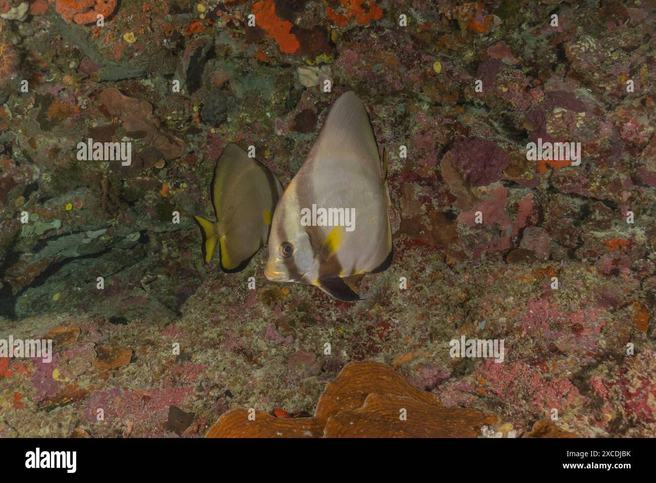 Fish swim at the Tubbataha Reefs national park Philippines Stock Photo ...