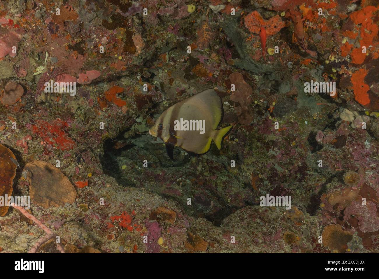 Fish swim at the Tubbataha Reefs national park Philippines Stock Photo ...