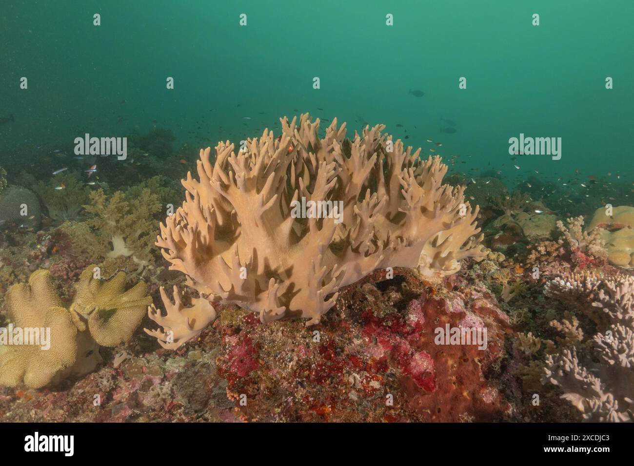Coral reef and water plants at the Tubbataha Reefs, Philippines Stock ...