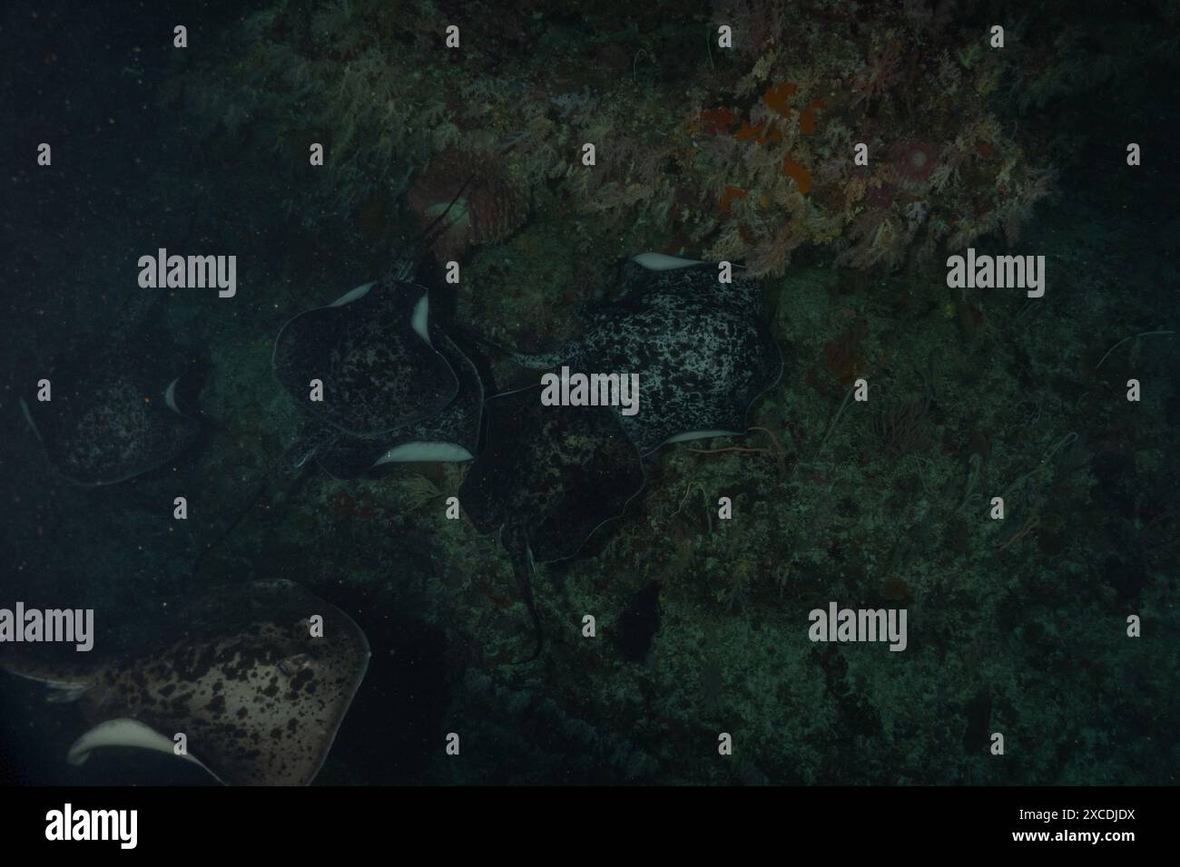 Torpedo sinuspersici On the seabed at the Tubbataha Reefs National Park ...