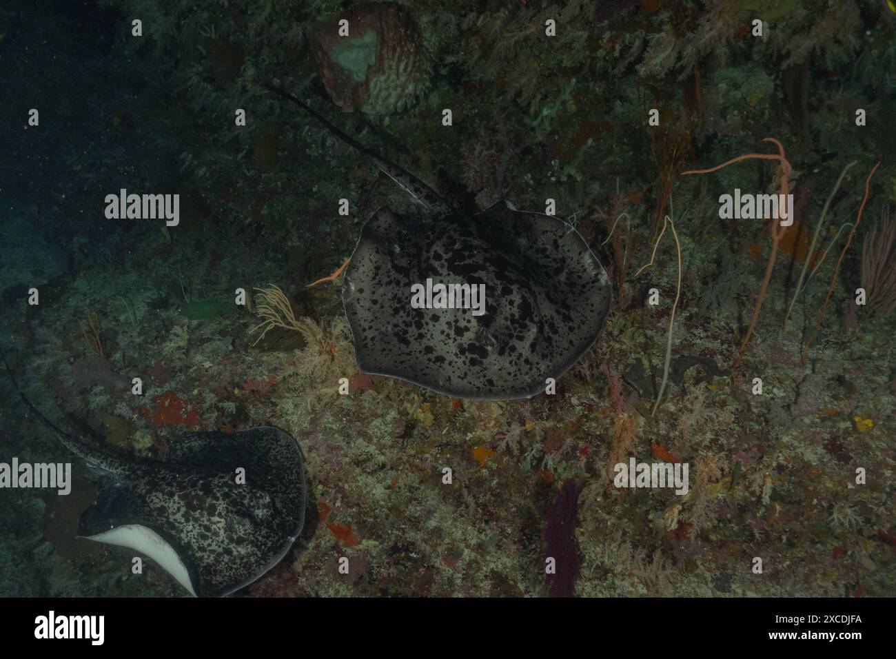 Torpedo sinuspersici On the seabed at the Tubbataha Reefs National Park ...