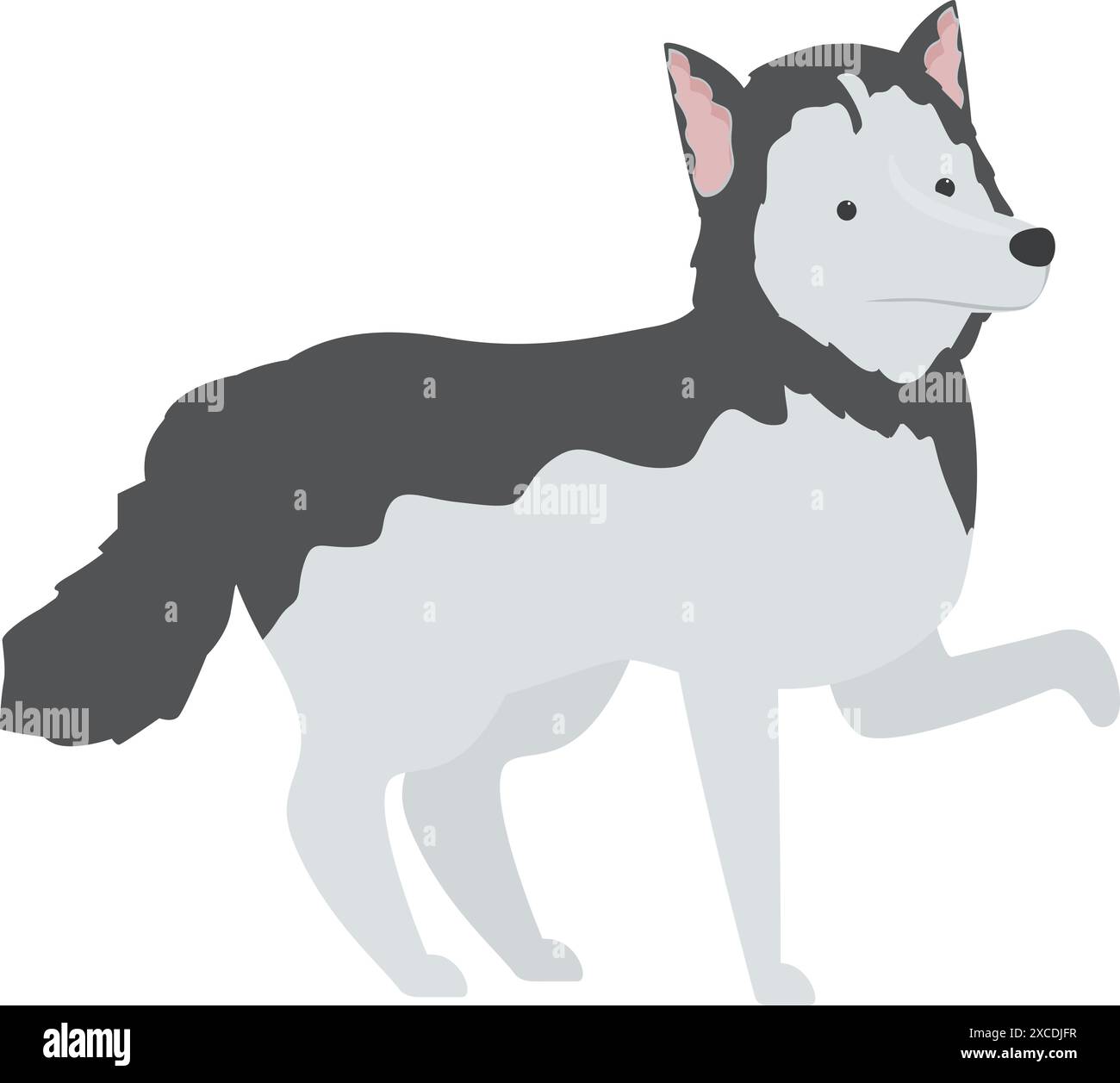 White siberian husky side view Cut Out Stock Images & Pictures - Alamy