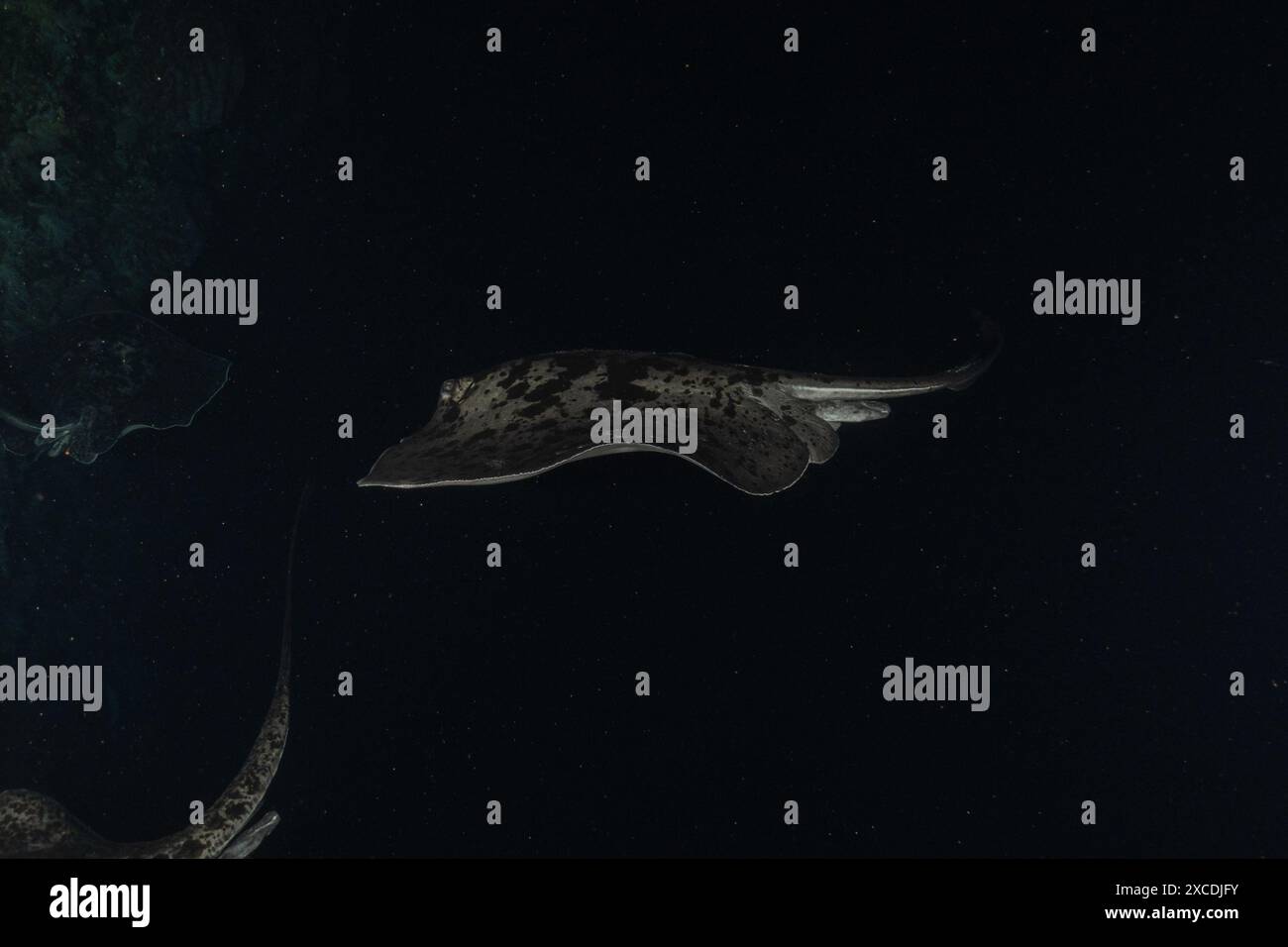 Torpedo sinuspersici On the seabed at the Tubbataha Reefs National Park ...