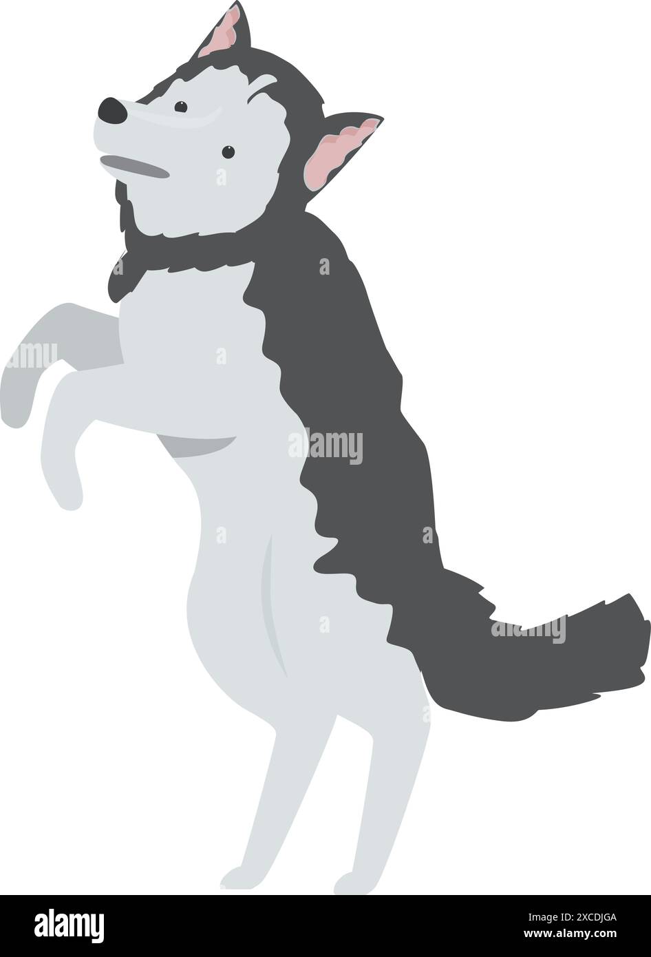 Playful husky dog standing on two legs, looking up expectantly Stock ...