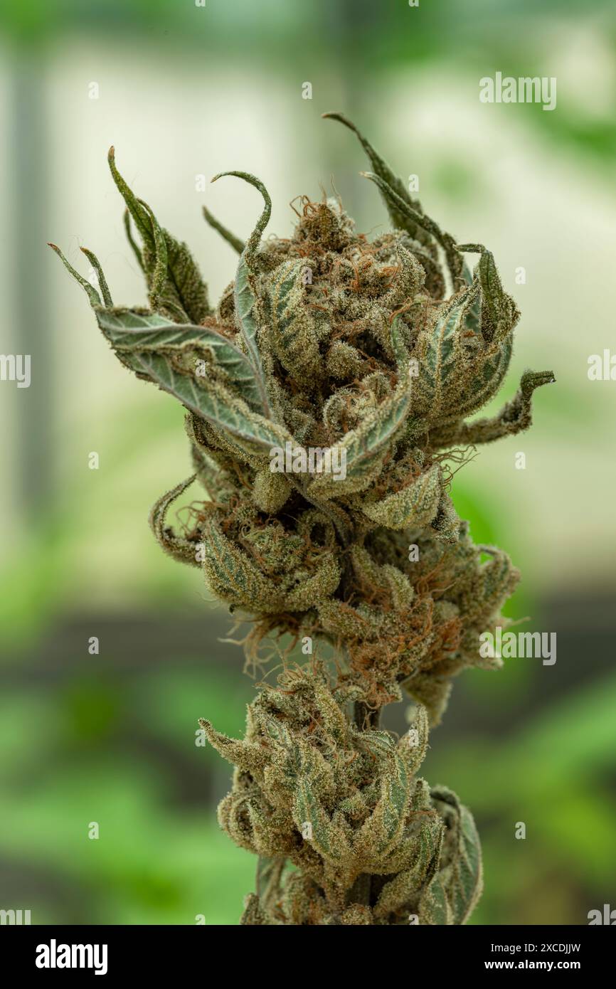 Dry potent blossom of Califunk variety of medicinal marijuana with ...