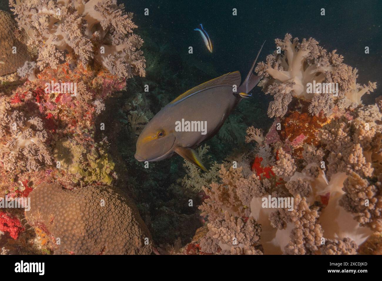 Fish swim at the Tubbataha Reefs national park Philippines Stock Photo ...