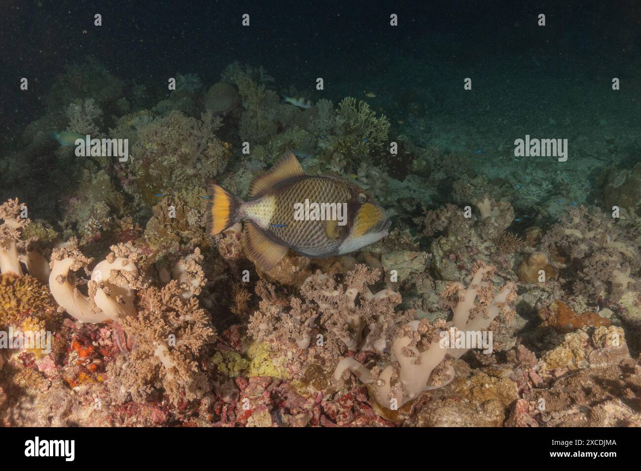 Fish swim at the Tubbataha Reefs national park Philippines Stock Photo ...