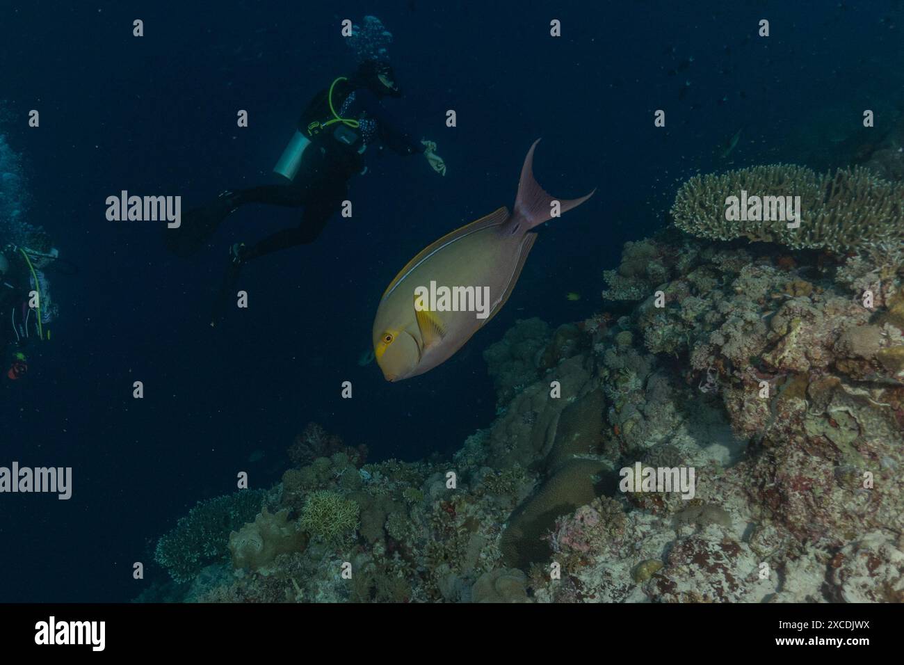 Fish swim at the Tubbataha Reefs national park Philippines Stock Photo ...