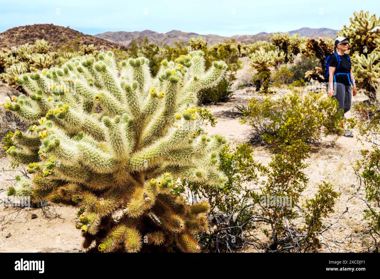 Visitor explores Cholla Cactus Garden; Joshua Tree National Park ...