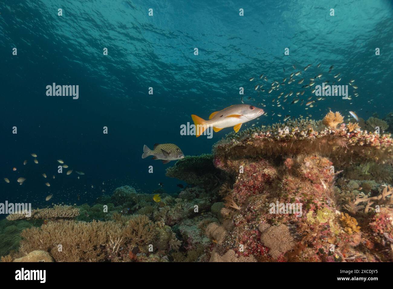 Fish swim at the Tubbataha Reefs national park Philippines Stock Photo ...