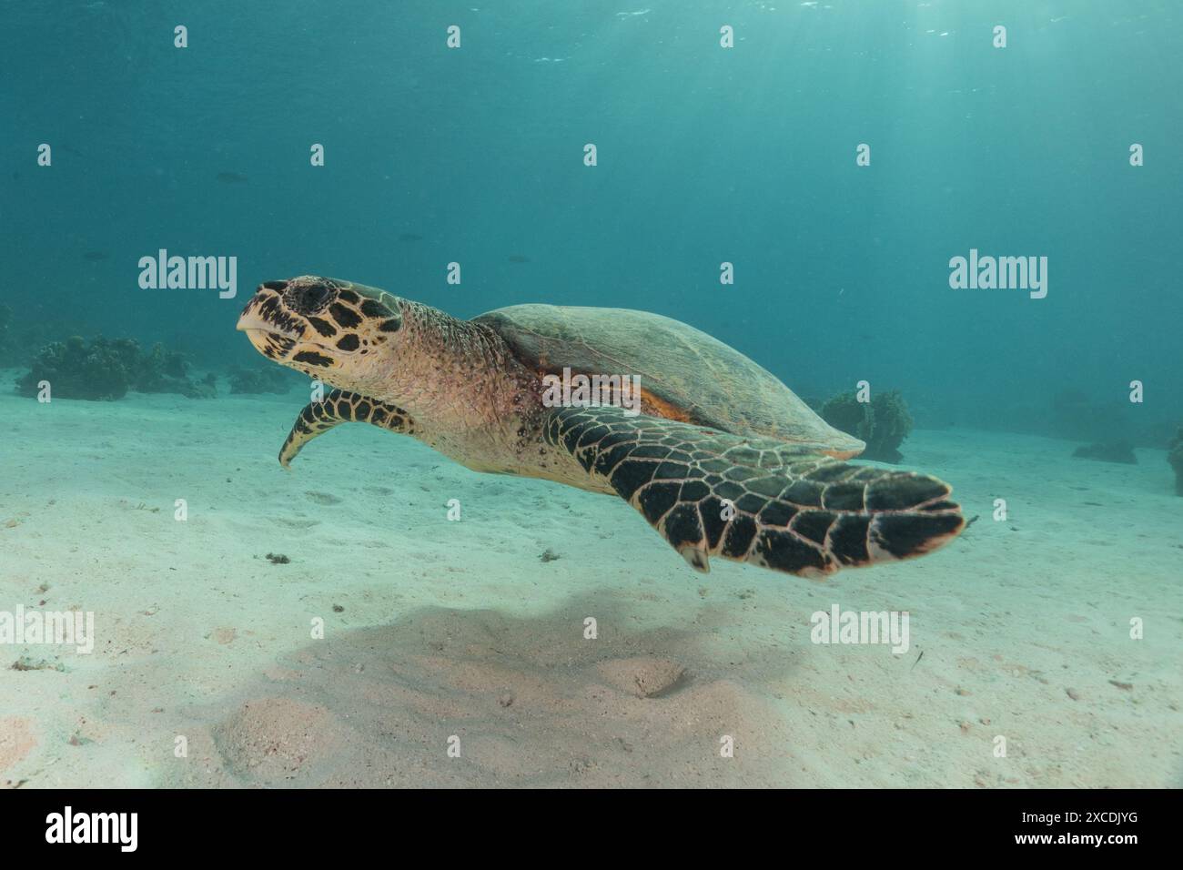 Tubbataha reef, philippines turtle hi-res stock photography and images ...