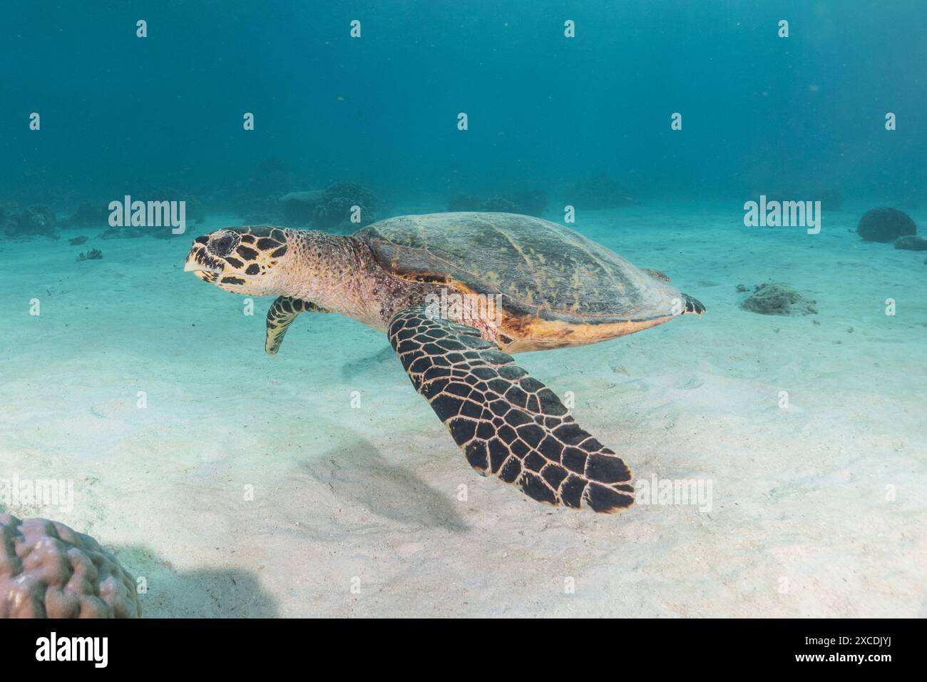 Hawksbill sea turtle at the Tubbataha Reefs national park Philippines ...