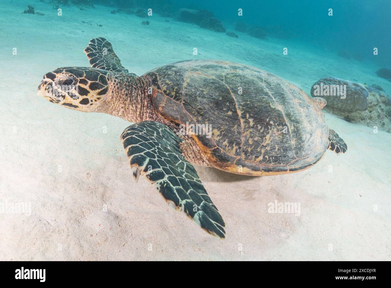 Hawksbill sea turtle at the Tubbataha Reefs national park Philippines ...