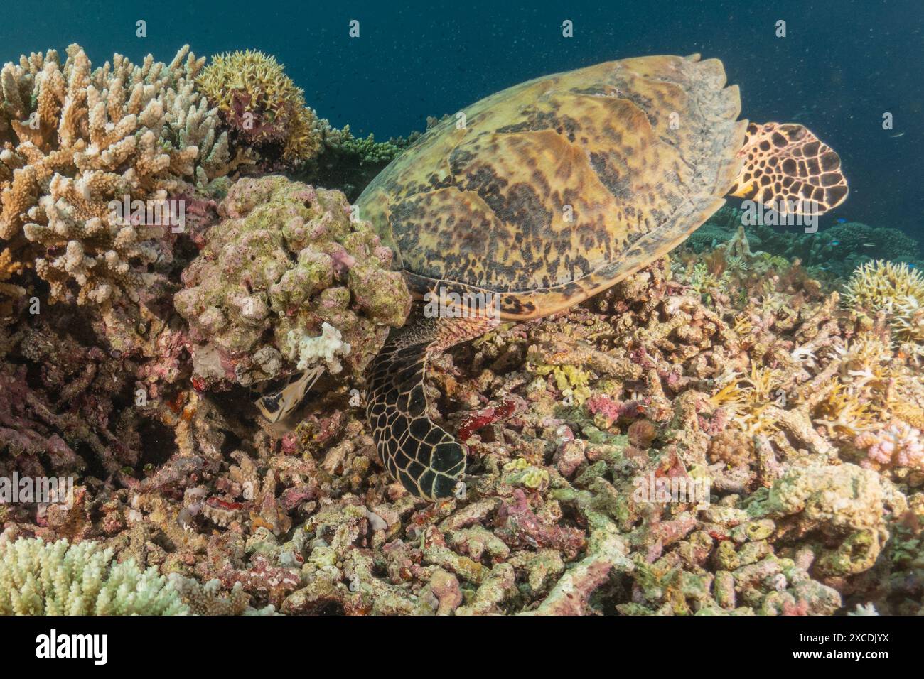 Hawksbill sea turtle at the Tubbataha Reefs national park Philippines ...