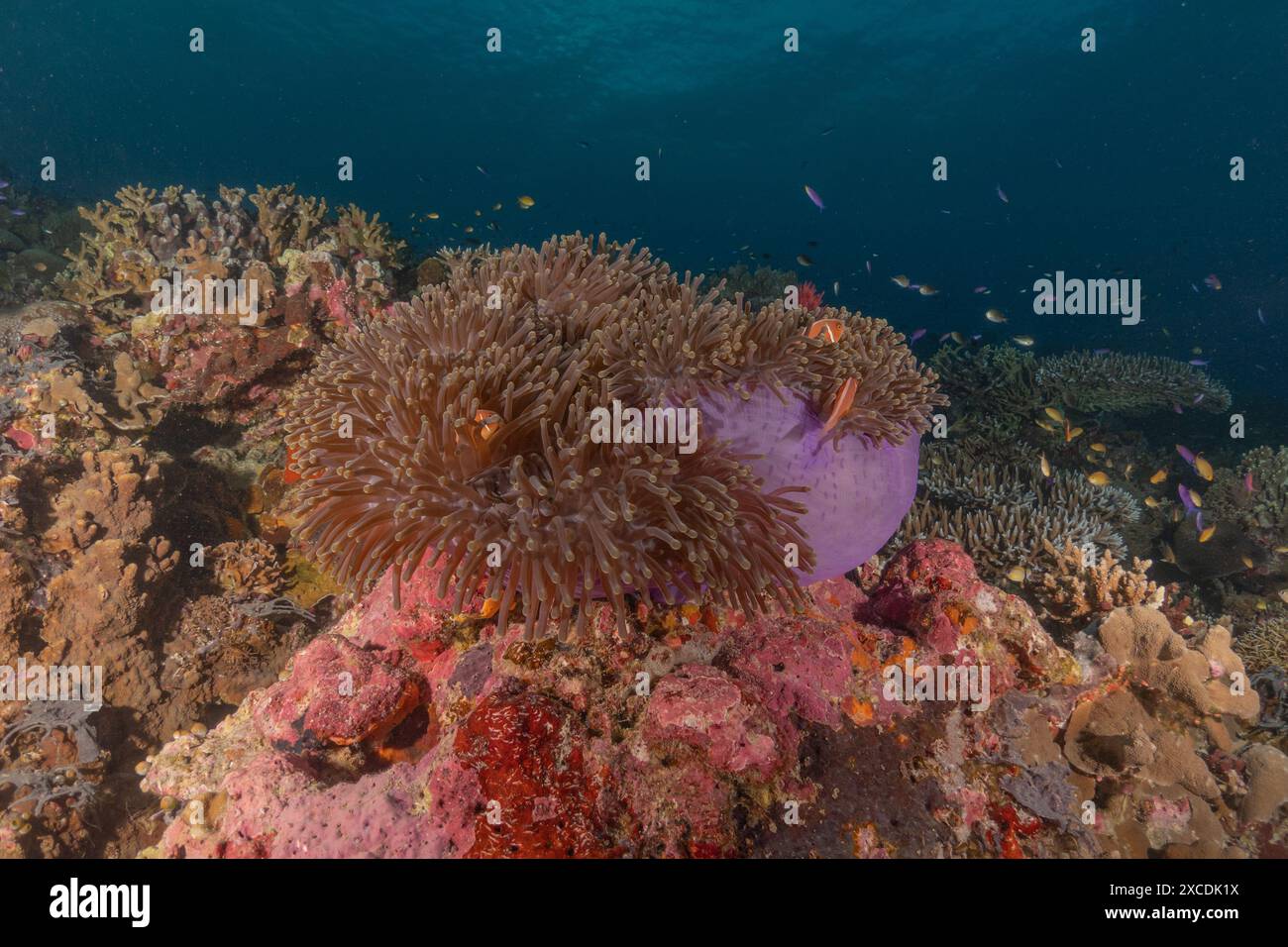 Coral reef and water plants at the Tubbataha Reefs, Philippines Stock ...