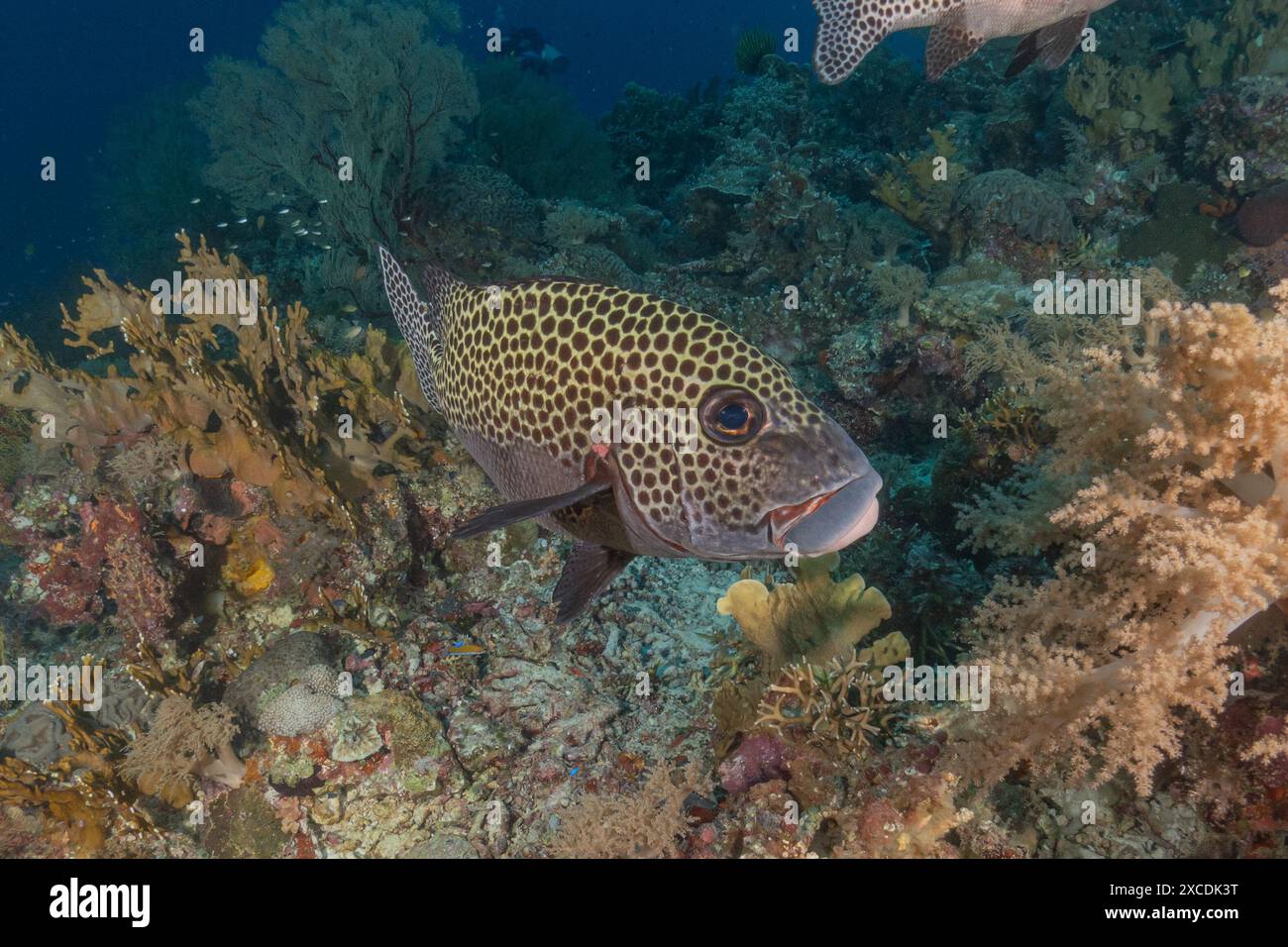 Fish swim at the Tubbataha Reefs national park Philippines Stock Photo ...