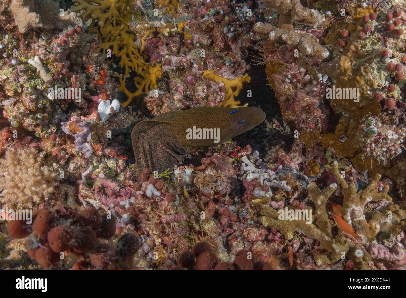 Fish swim at the Tubbataha Reefs national park Philippines Stock Photo ...