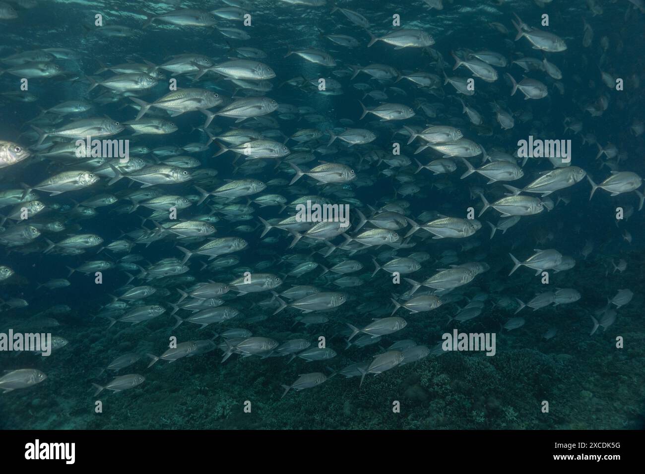 Fish swim at the Tubbataha Reefs national park Philippines Stock Photo ...