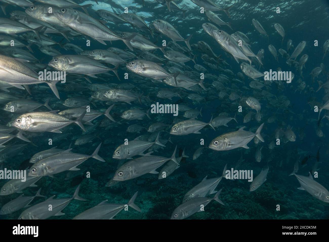 Fish swim at the Tubbataha Reefs national park Philippines Stock Photo ...