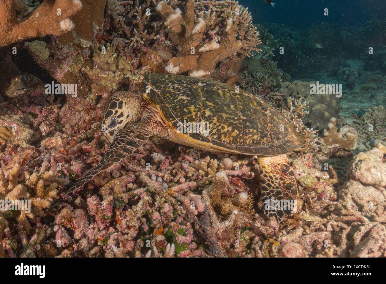 Hawksbill sea turtle at the Tubbataha Reefs national park Philippines ...