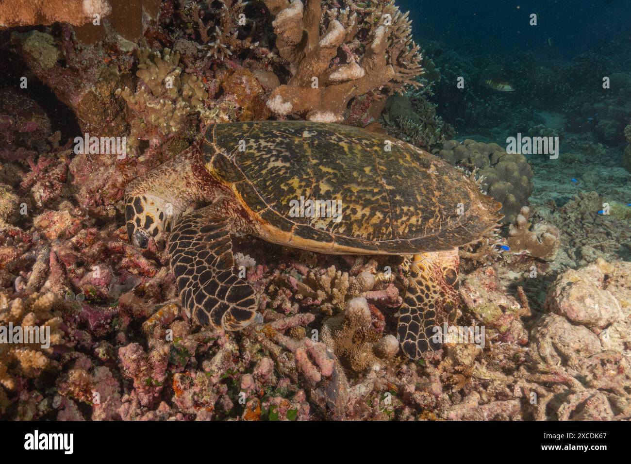 Hawksbill sea turtle at the Tubbataha Reefs national park Philippines ...