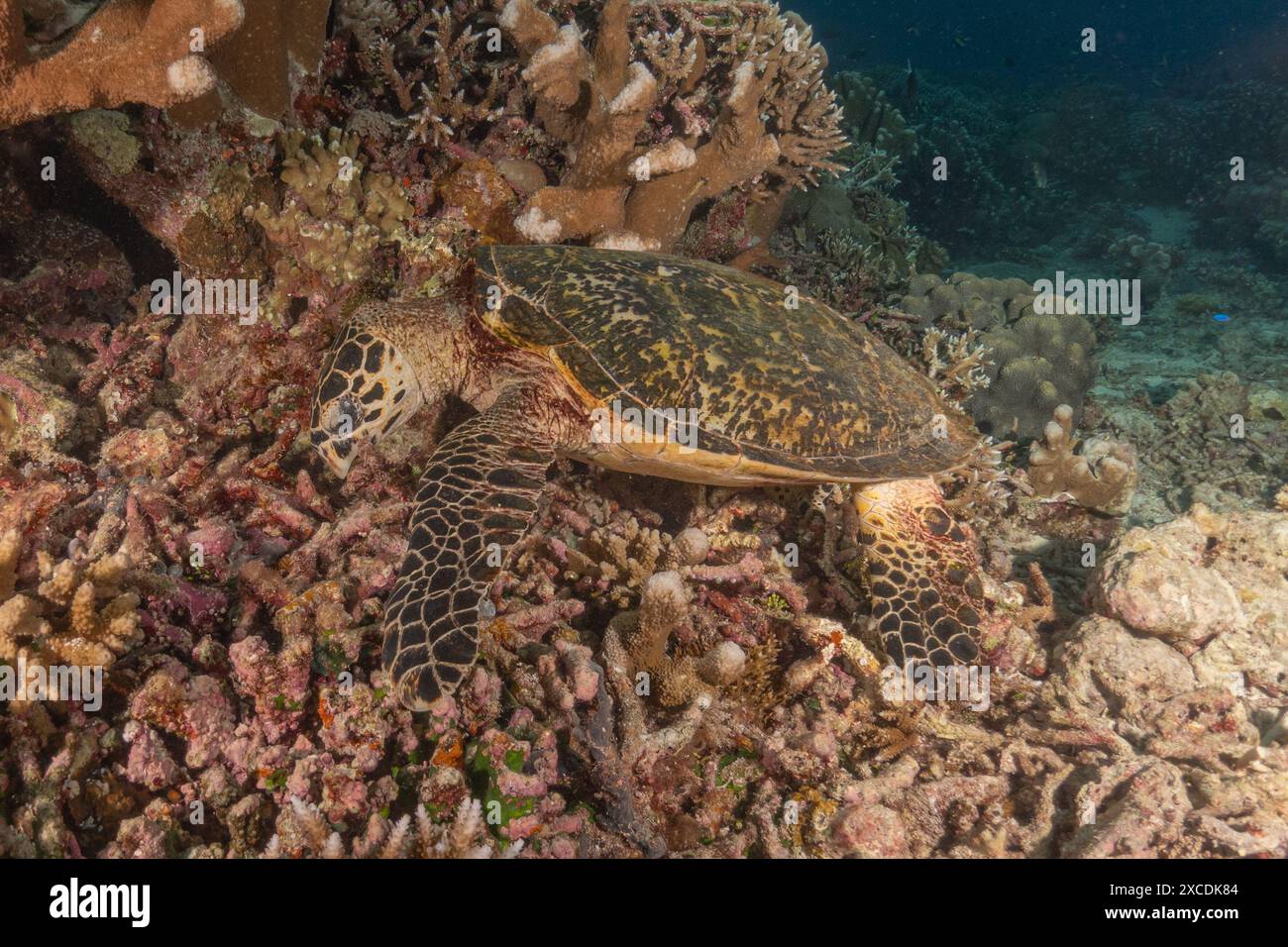 Hawksbill sea turtle at the Tubbataha Reefs national park Philippines ...