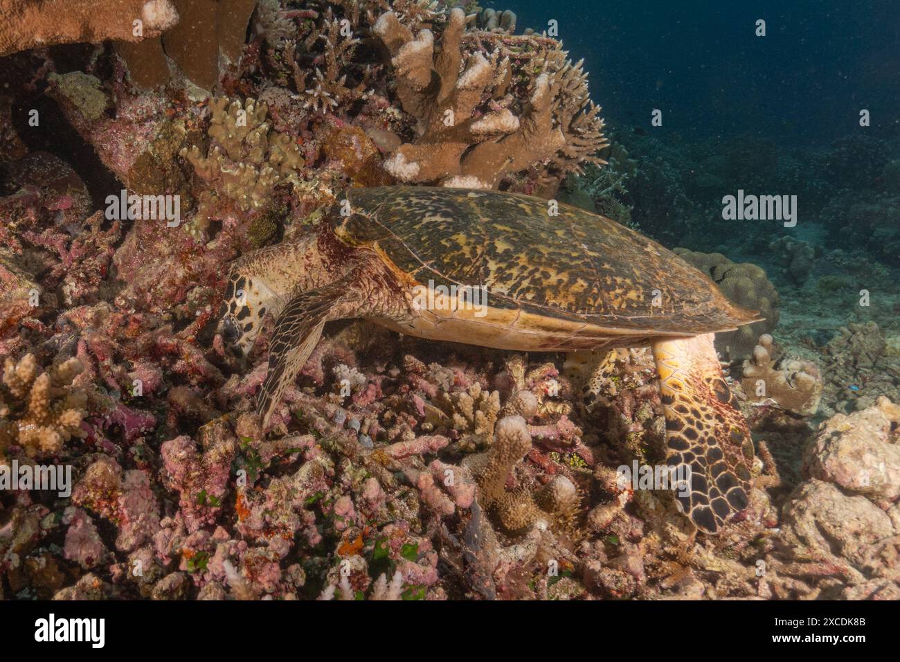 Hawksbill sea turtle at the Tubbataha Reefs national park Philippines ...