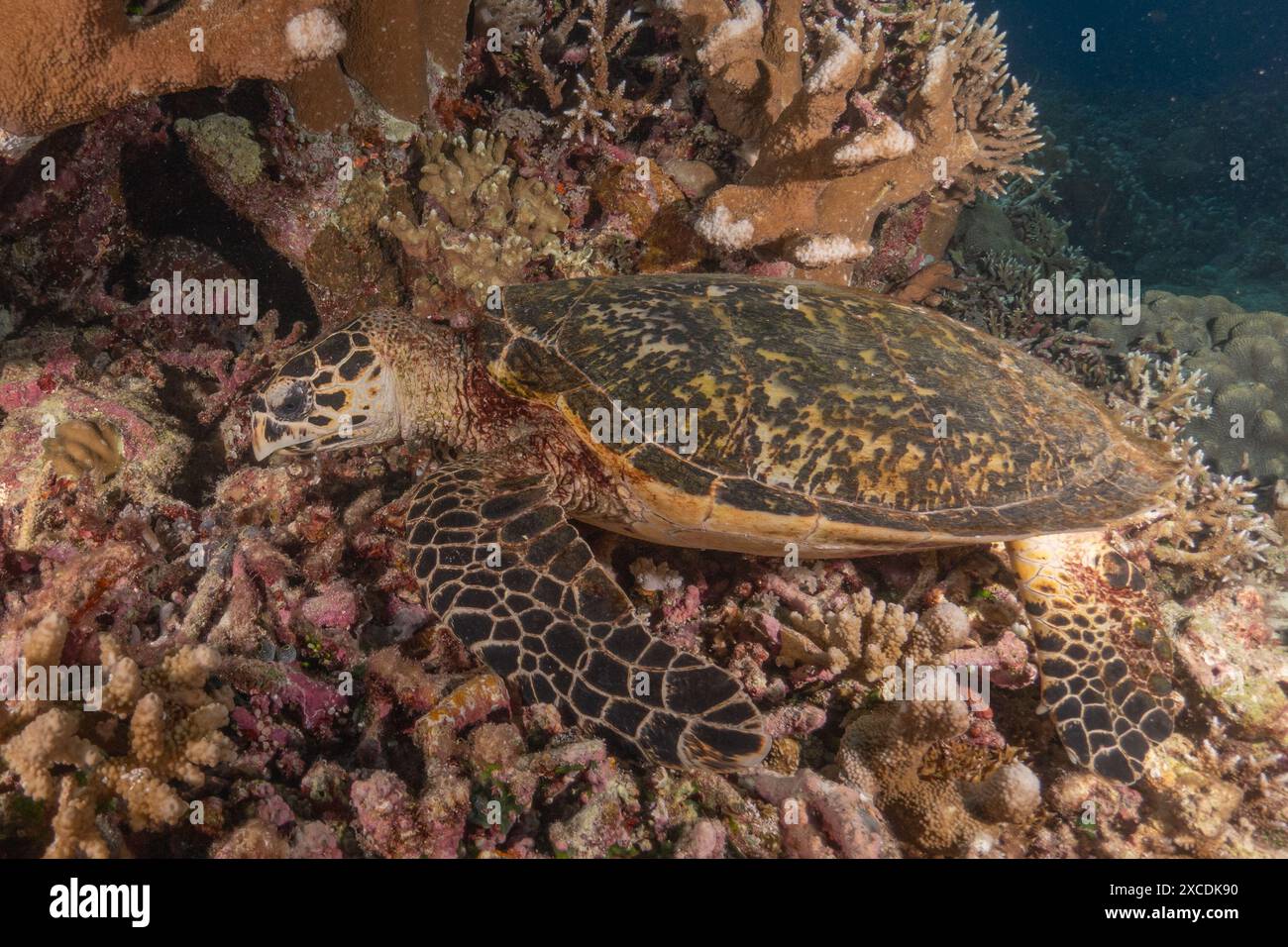 Hawksbill sea turtle at the Tubbataha Reefs national park Philippines ...