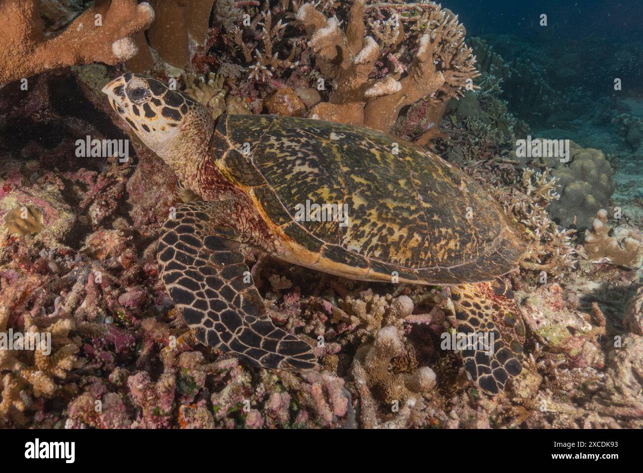 Hawksbill sea turtle at the Tubbataha Reefs national park Philippines ...