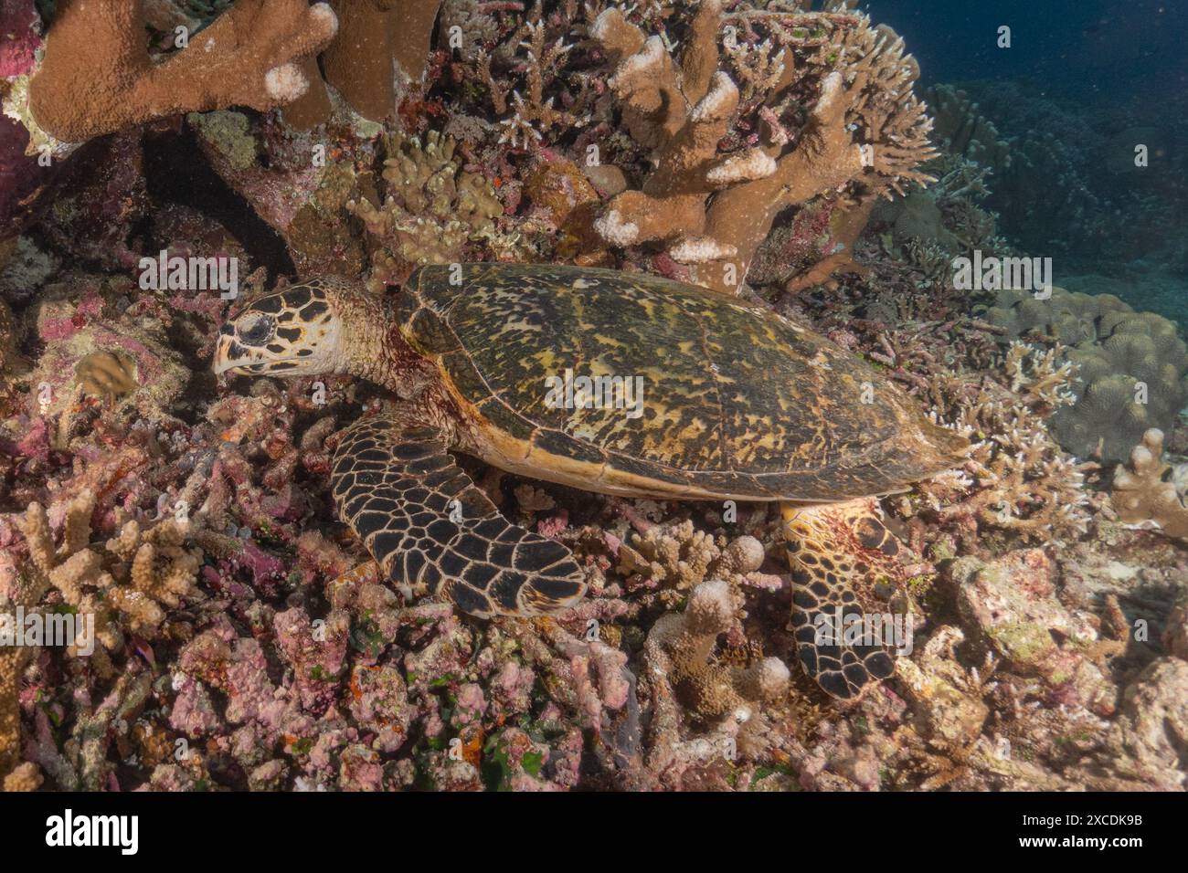 Hawksbill sea turtle at the Tubbataha Reefs national park Philippines ...